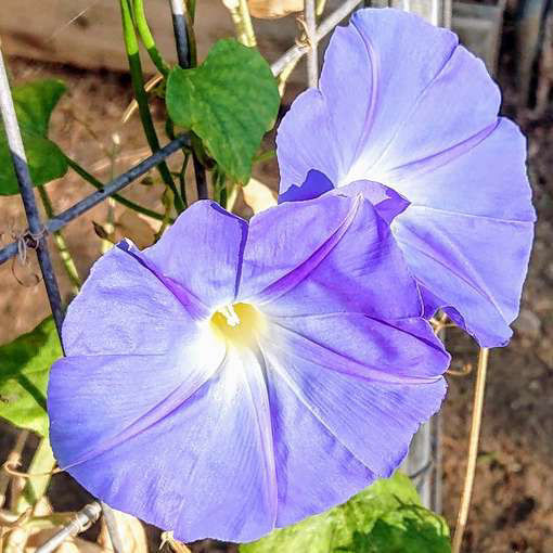 Morning Glory Mix-Meraki Seeds