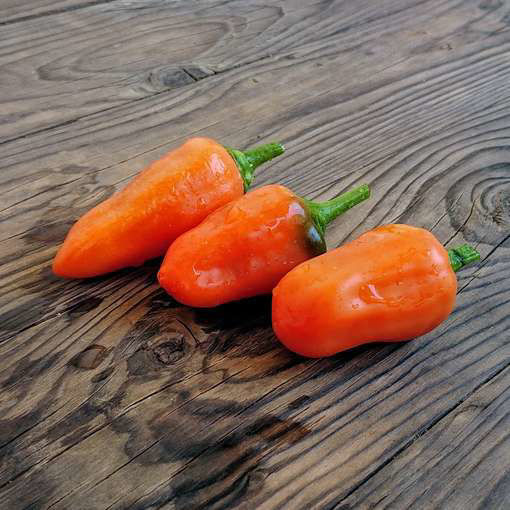Tangerine Dream Sweet Pepper-Meraki Seeds