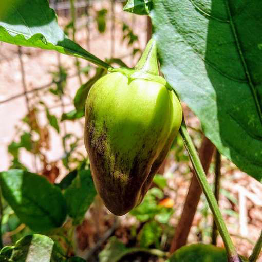 Laylak Sweet Pepper-Meraki Seeds