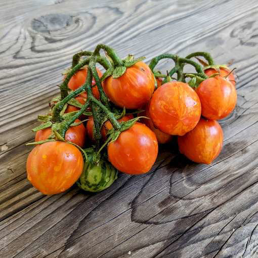 Ruby Slippers Dwarf Tomato-Meraki Seeds