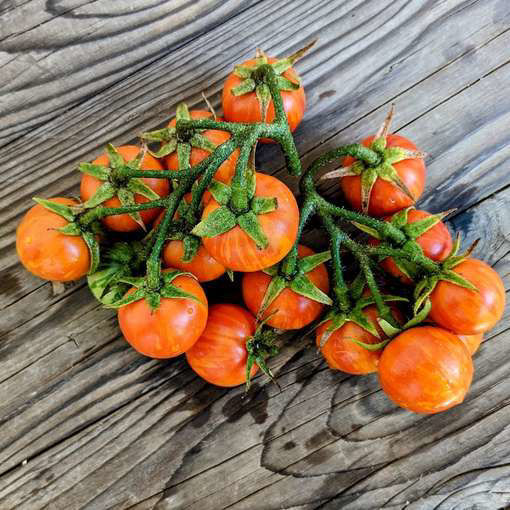 Ruby Slippers Dwarf Tomato-Meraki Seeds