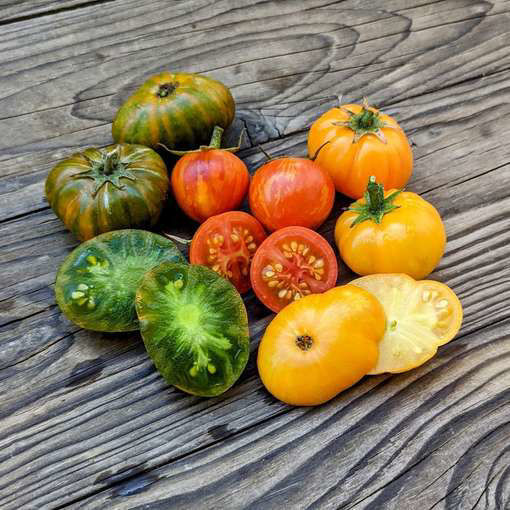 Ruby Slippers Dwarf Tomato-Meraki Seeds