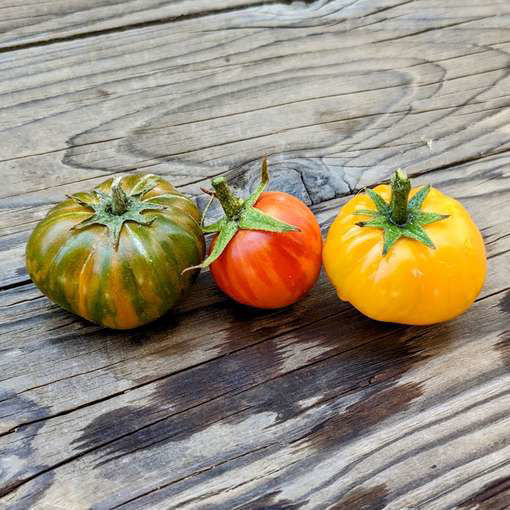 Ruby Slippers Dwarf Tomato-Meraki Seeds