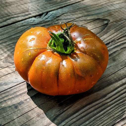 Cowboy Beefsteak Tomato-Meraki Seeds