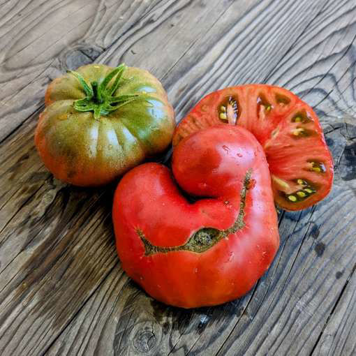 One Trick Pony Beefsteak Tomato-Meraki Seeds