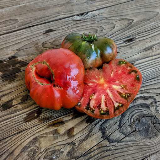 Polaris Beefsteak Tomato-Meraki Seeds