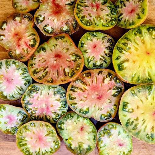 True Colors Beefsteak Tomato-Meraki Seeds