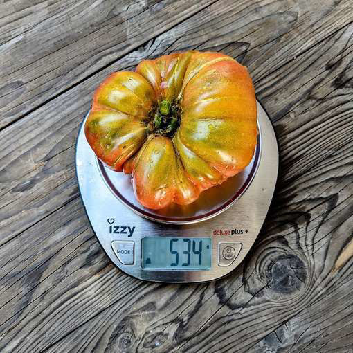 True Colors Beefsteak Tomato-Meraki Seeds