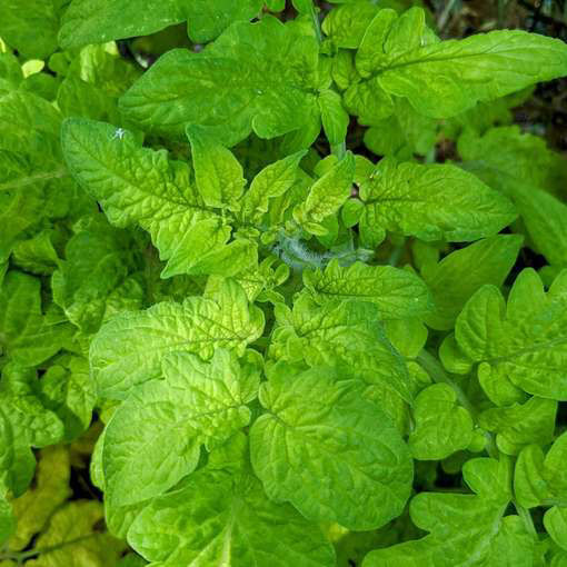 Bonte Tigret Micro Dwarf Tomato-Meraki Seeds