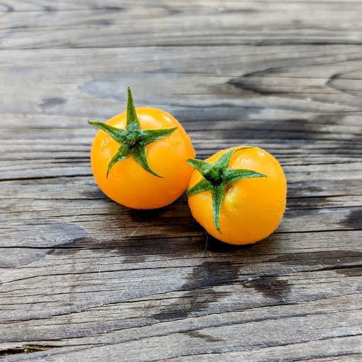 Floragold Basket Micro Dwarf Tomato-Meraki Seeds