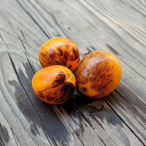 Golden Hour Micro Dwarf Tomato-Meraki Seeds