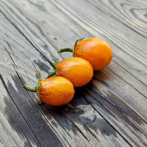 Golden Hour Micro Dwarf Tomato-Meraki Seeds
