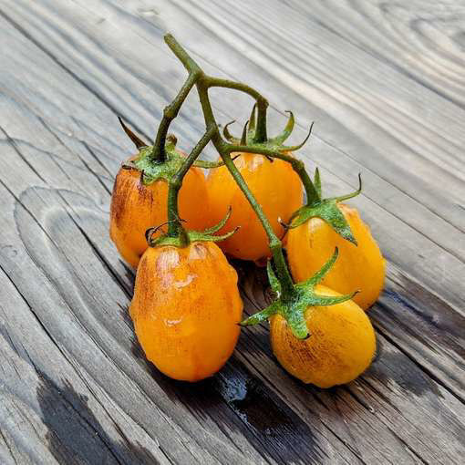 Golden Hour Micro Dwarf Tomato-Meraki Seeds