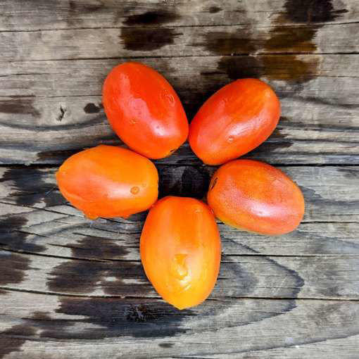 Laura #5 Micro Dwarf Tomato-Meraki Seeds