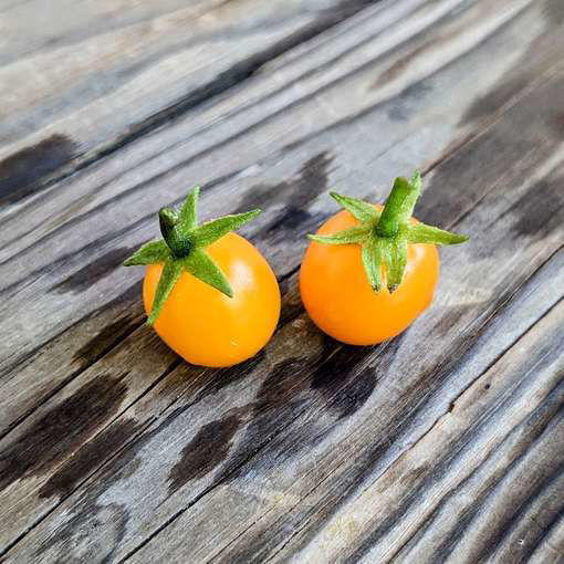Micro Gemma Micro Dwarf Tomato-Meraki Seeds