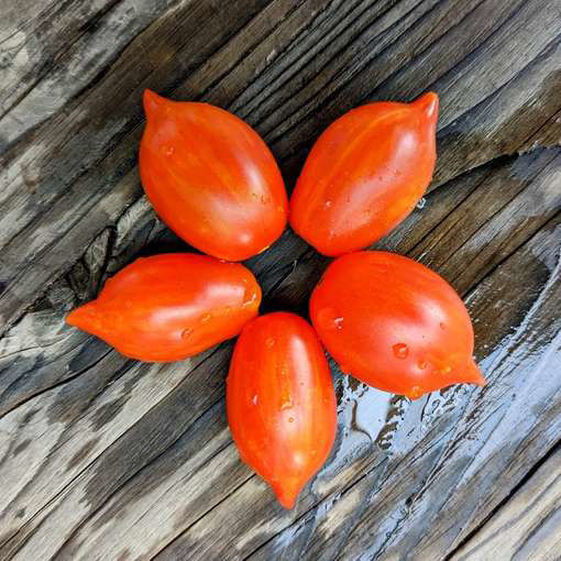 Mini Marzano Micro Dwarf Tomato-Meraki Seeds