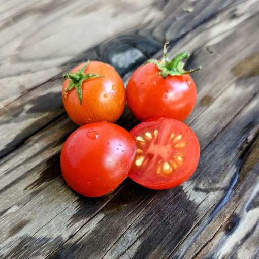 Moment Micro Dwarf Tomato-Meraki Seeds