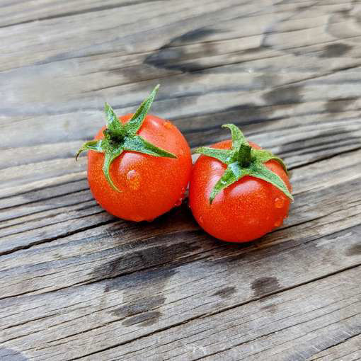 Moment Micro Dwarf Tomato-Meraki Seeds