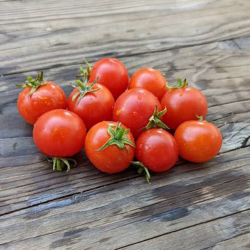 Reijna Red Micro Dwarf Tomato-Meraki Seeds