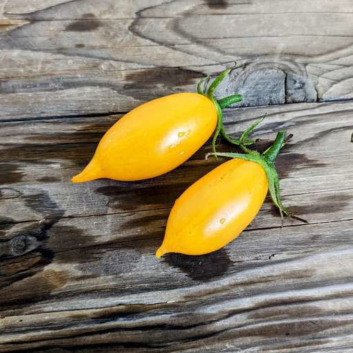 Guinel Yellow Cascading Tomato-Meraki Seeds