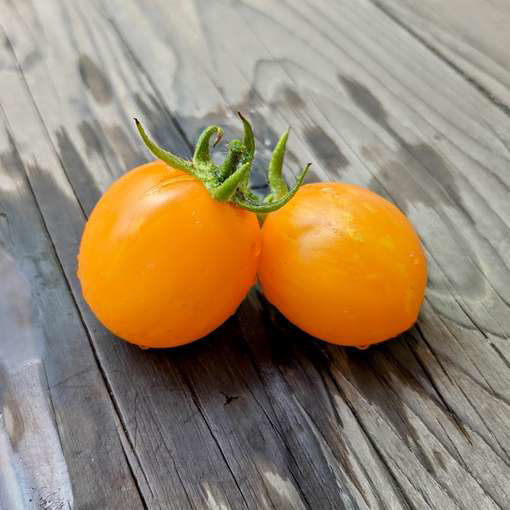 Rambling Gold Stripe Cascading Tomato-Meraki Seeds