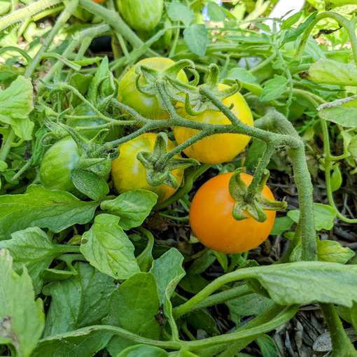 Rambling Gold Stripe Cascading Tomato-Meraki Seeds