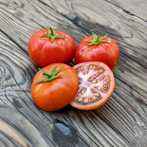 Explosion Bush Tomato-Meraki Seeds