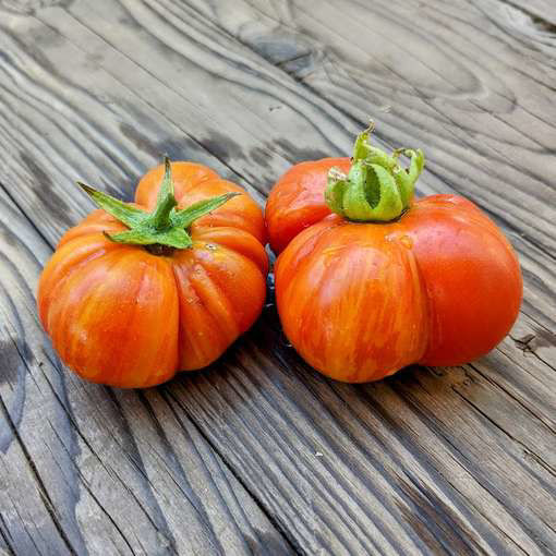 Cherokee Tiger Large Red Dwarf Tomato-Meraki Seeds