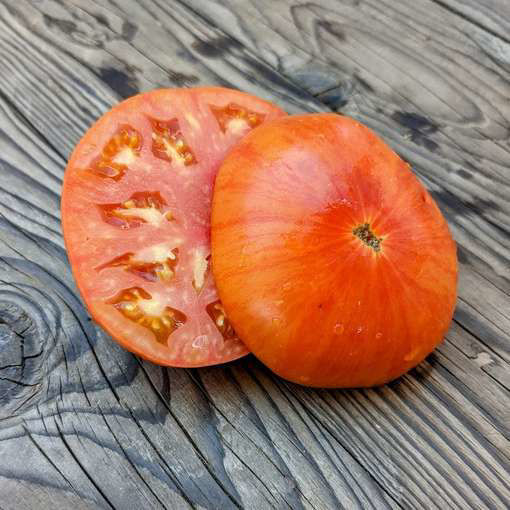Cherokee Tiger Orange Dwarf Tomato-Meraki Seeds