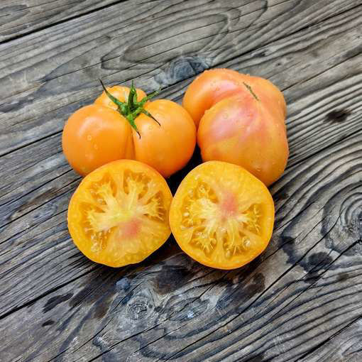 Sunkissed Peach Dwarf Tomato-Meraki Seeds
