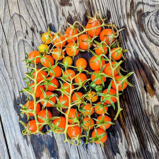 Heeb Longkeeper Tomato-Meraki Seeds