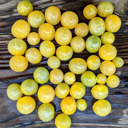 Honey Bubbles Cherry Tomato-Meraki Seeds