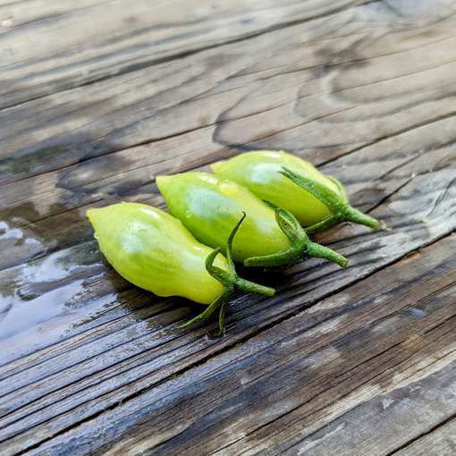 My Dancing Green Fingers Cherry Tomato-Meraki Seeds