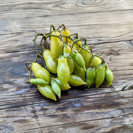 My Dancing Green Fingers Cherry Tomato-Meraki Seeds