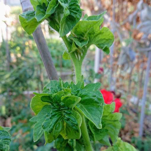 Stick Yellow Cherry Tomato-Meraki Seeds