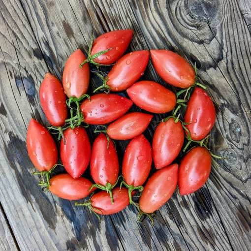 Slivka Gurman Paste-Type Tomato-Meraki Seeds