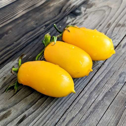 Yellow Icicle Paste-Type Tomato-Meraki Seeds