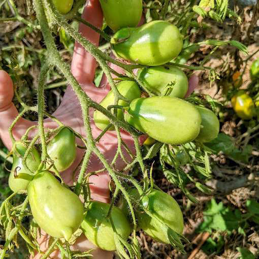 Yellow Icicle Paste-Type Tomato-Meraki Seeds
