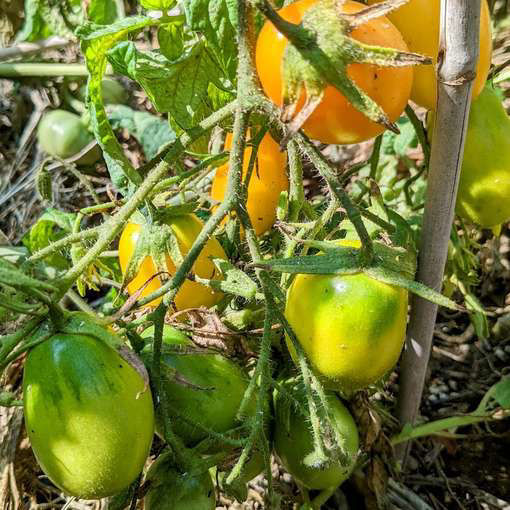 Yellow Icicle Paste-Type Tomato-Meraki Seeds