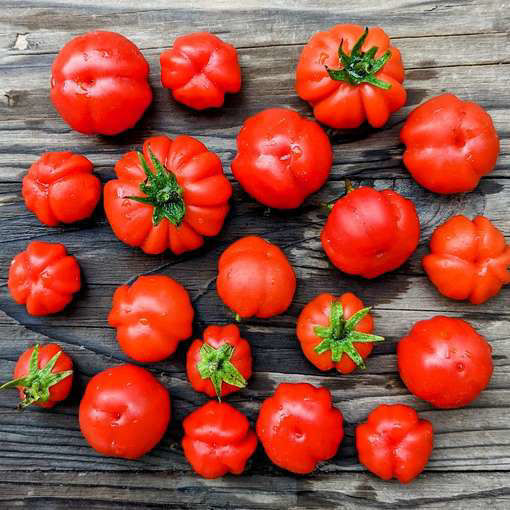 Ballen Cherry Tomato-Meraki Seeds