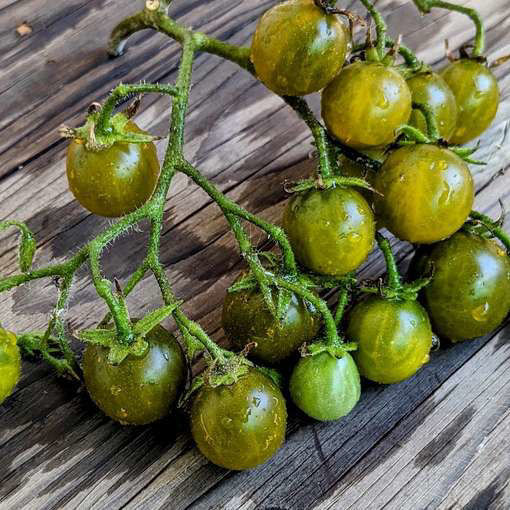 Sister Keyes Cherry Tomato-Meraki Seeds
