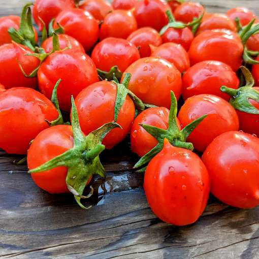 Geranium Kiss Cherry Tomato-Meraki Seeds