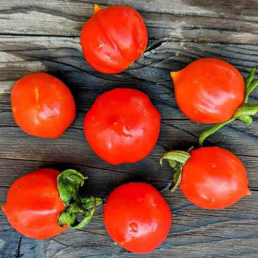 Geranium Kiss Cherry Tomato-Meraki Seeds