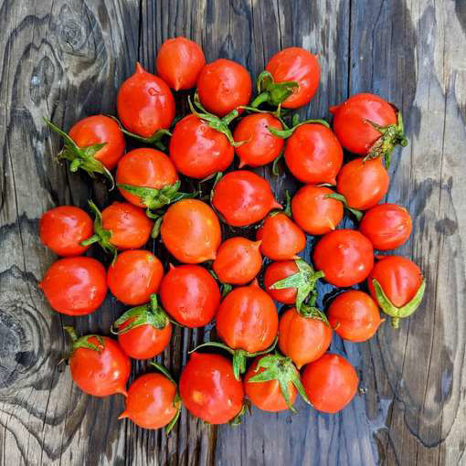 Geranium Kiss Cherry Tomato-Meraki Seeds