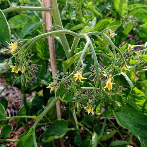 Geranium Kiss Cherry Tomato-Meraki Seeds
