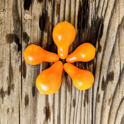 Red Dwarf Romanian Cherry Tomato-Meraki Seeds