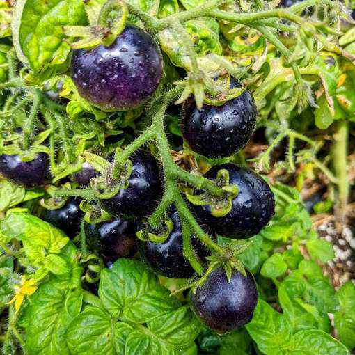 Micro Purple Tartufo Tomato-Meraki Seeds