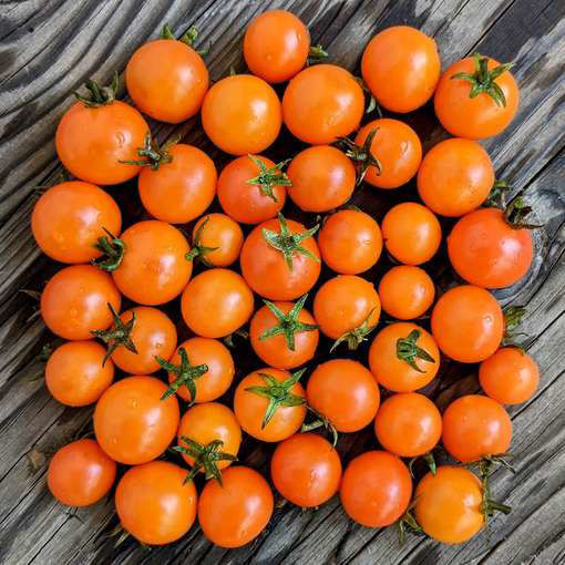 Orange Dream Tomato-Meraki Seeds