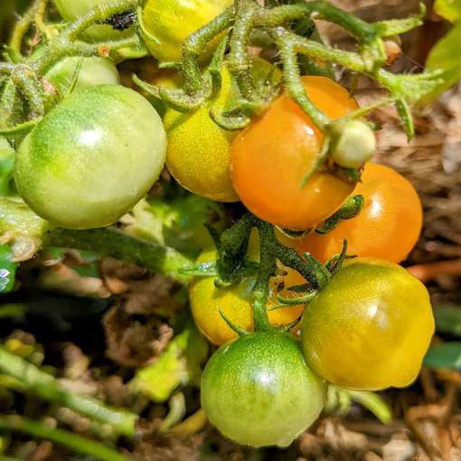 Orange Dream Tomato-Meraki Seeds