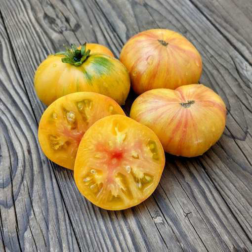 Confetti Dwarf Tomato Project-Meraki Seeds